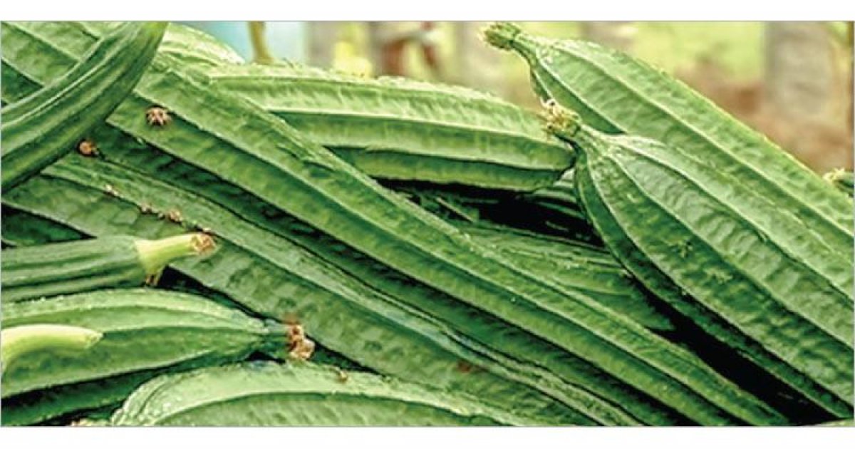 সবজি ঝিঙে কেন খাবেন