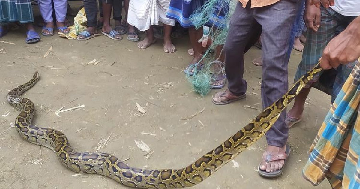 কৃষকের জালে আটকা পড়ল ৭ ফুট লম্বা অজগর